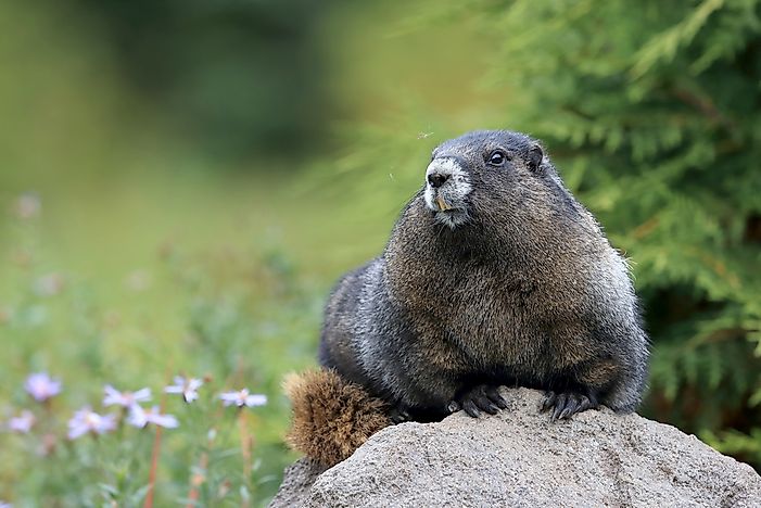 Largest Rodents in the World - WorldAtlas.com
