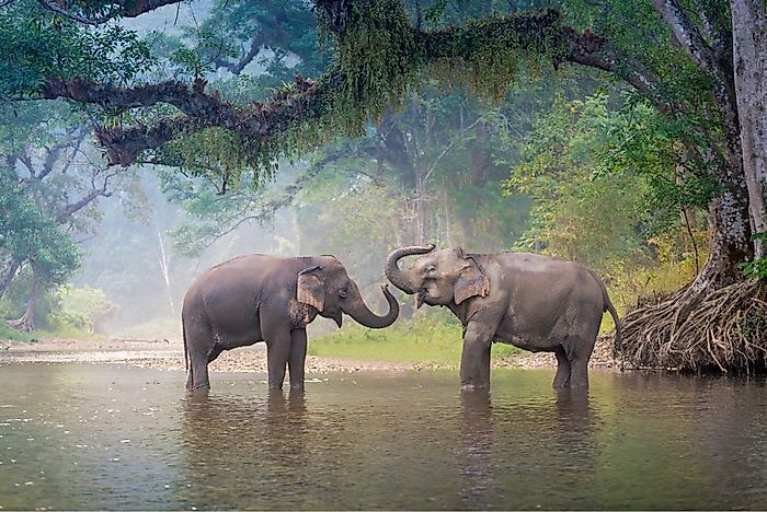 What Animals Live In Asia WorldAtlas
