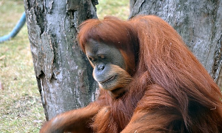 Critically Endangered Primates Of Asia - WorldAtlas.com