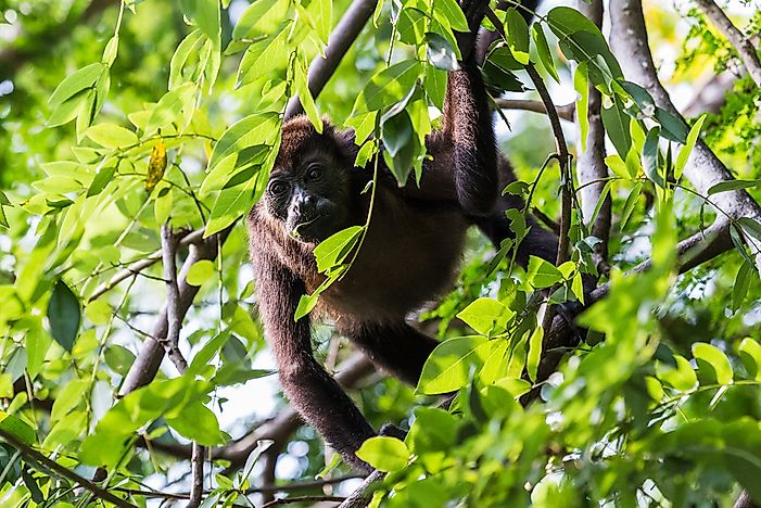 New World Monkeys - WorldAtlas.com