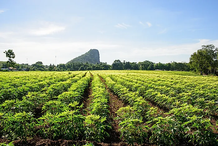 What Are the World's Most Important Staple Foods? - WorldAtlas.com