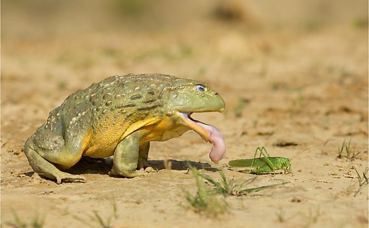 10 Animals That Are Insectivores - WorldAtlas.com