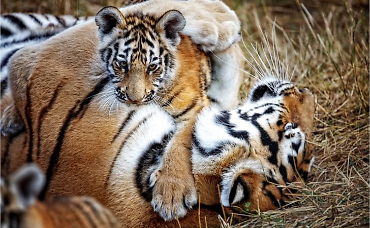 When Did India Adopt The Tiger As Her National Animal? - WorldAtlas.com