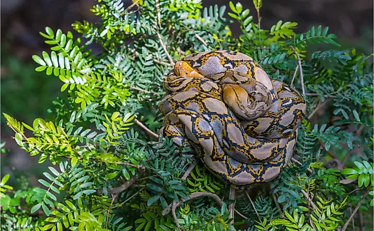 10 Animals Found In Nepal - WorldAtlas.com