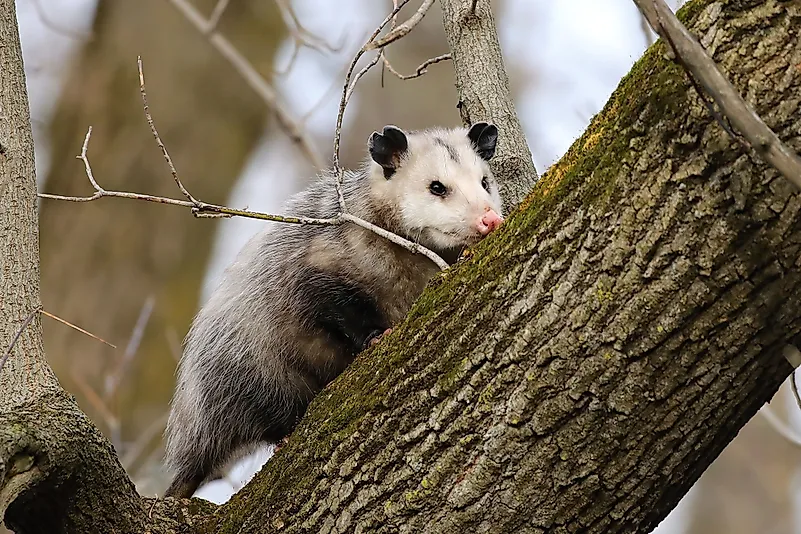 What Is the Difference Between a Possum and an Opossum? - WorldAtlas.com
