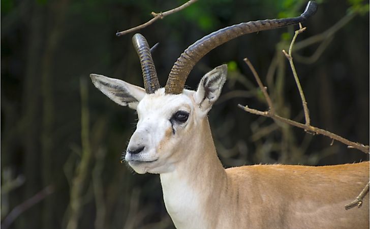 10 Animals Found In Iraq - WorldAtlas.com