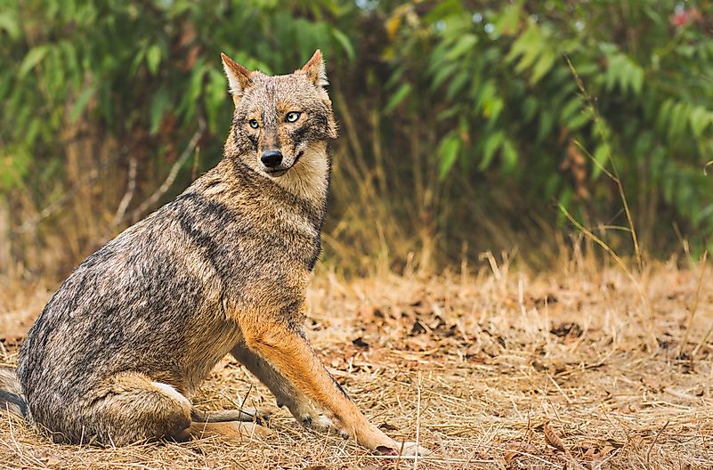 10 Animals Found In Kuwait - WorldAtlas.com