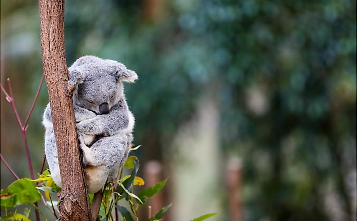 What Is The Role Of Koalas In The Ecosystem? - WorldAtlas.com