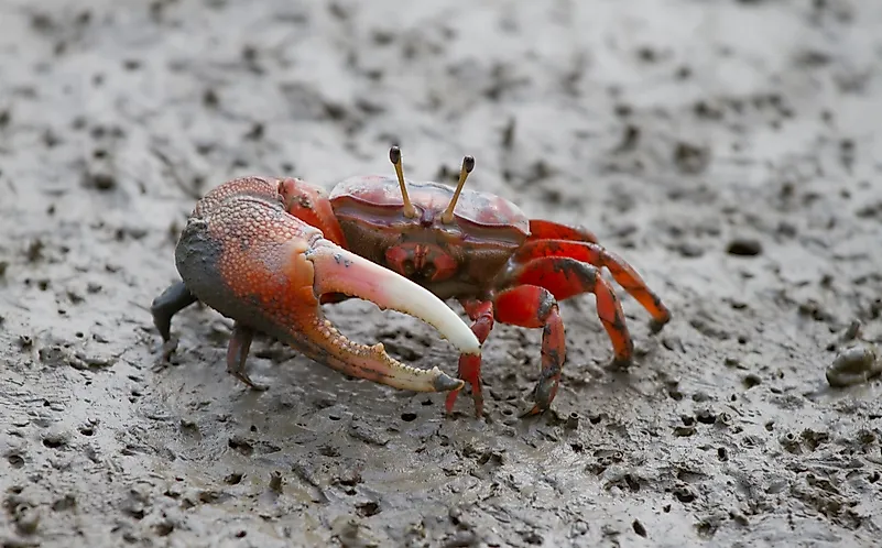 10 Animals That Are Asymmetrical - WorldAtlas.com