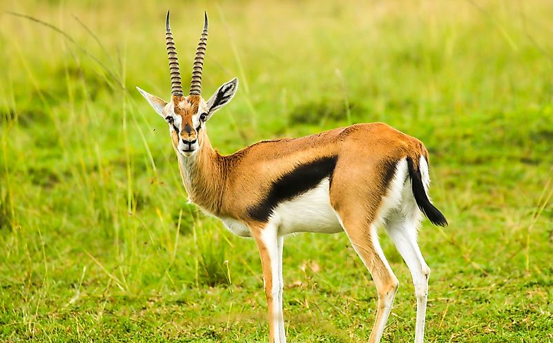 10 Animals Found In Turkey - WorldAtlas.com