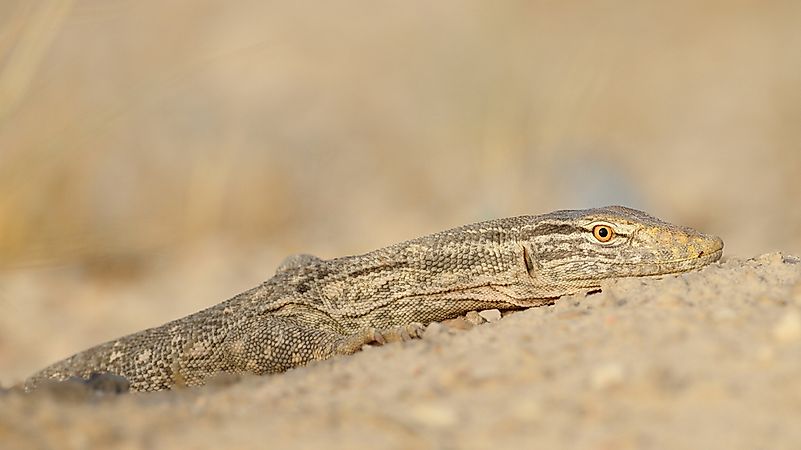 10 Animals Found In Kuwait - WorldAtlas.com