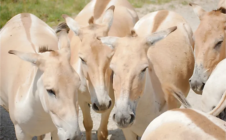 10 Animals Found In Iraq - WorldAtlas.com