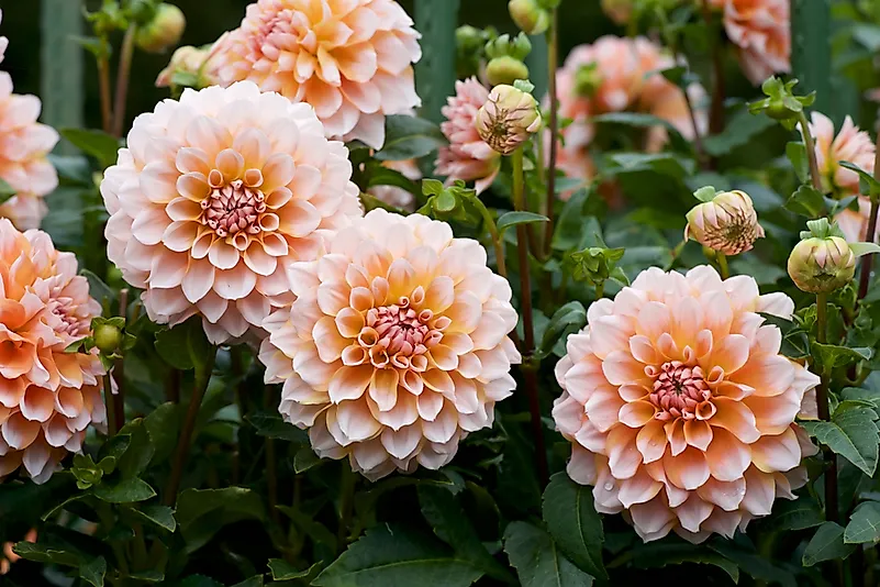 The Most Beautiful Flowers In The World