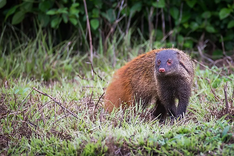 6 Species of Mongoose Found In India - WorldAtlas.com