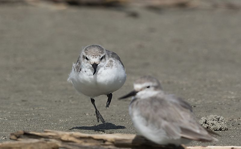 10 Animals That Are Asymmetrical - WorldAtlas.com