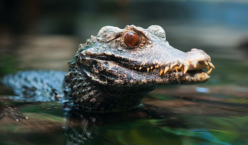 How Many Species Of Caimans Are There? - WorldAtlas