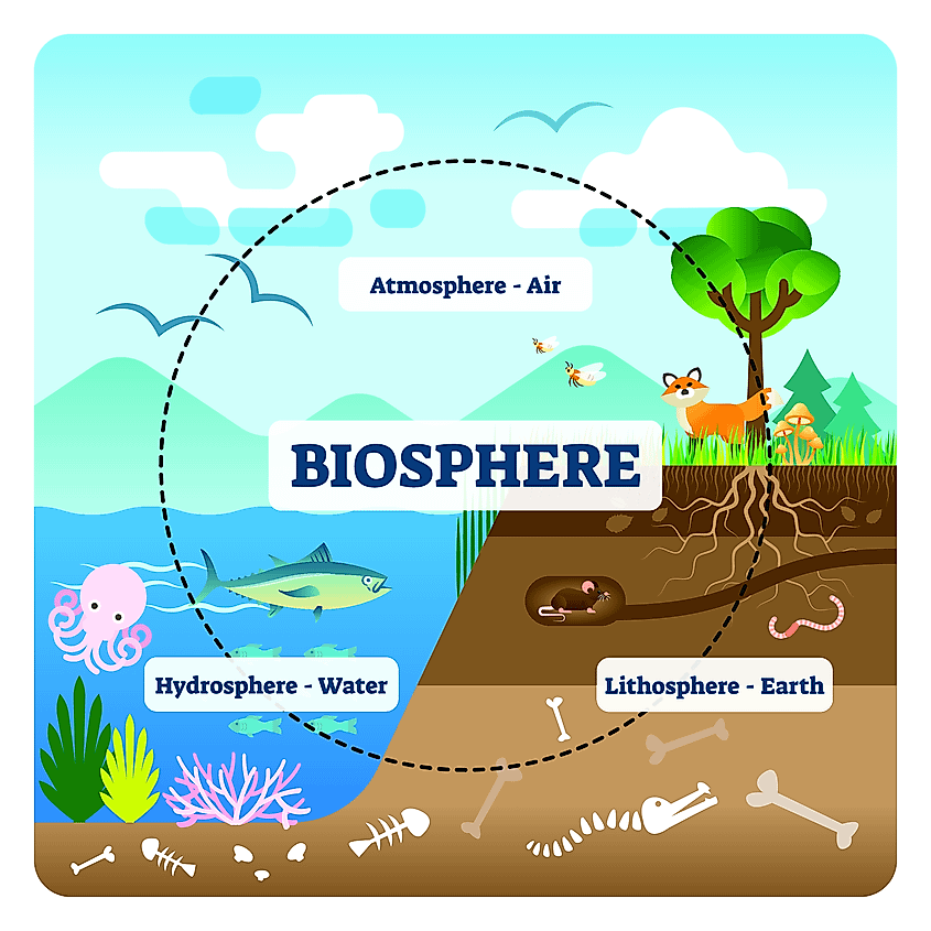 What Is The Biosphere WorldAtlas