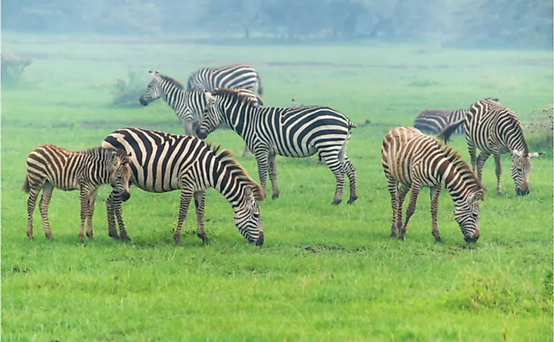 What Is The Difference Between Browsing And Grazing? - WorldAtlas What Is The Difference Between Browsing And Grazing? - WorldAtlas