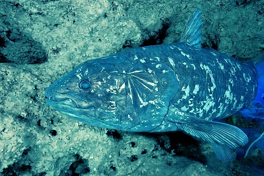 10 Interesting Facts About Coelacanths - WorldAtlas