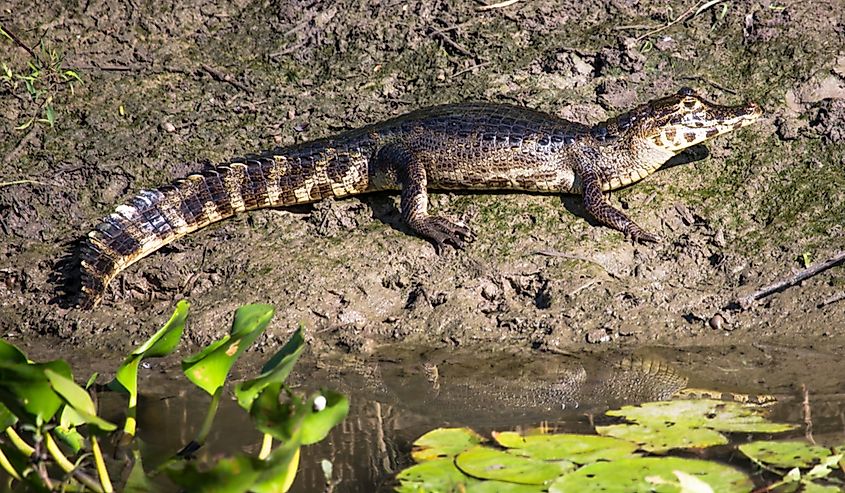 How Many Species Of Caimans Are There? - WorldAtlas