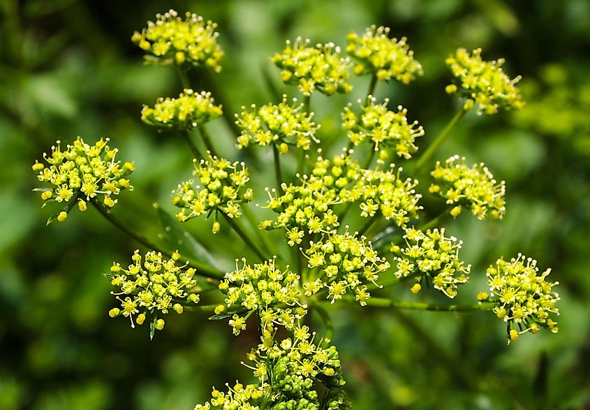 10 Poisonous Plants You Must Never Touch - WorldAtlas 10 Poisonous Plants You Must Never Touch - WorldAtlas