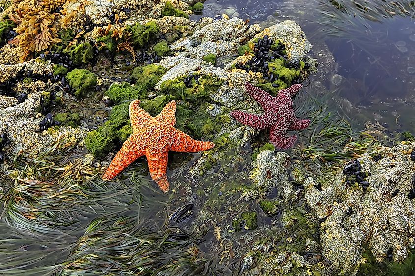 The 5 Marine Ecozones of Canada - WorldAtlas