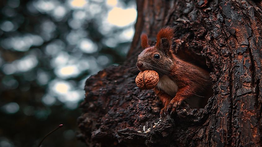 Animals That Hoard Their Food - WorldAtlas