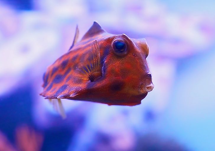 Indian Fish Species
