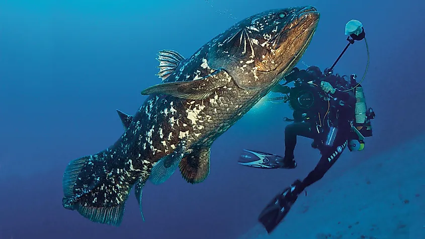 10 Interesting Facts About Coelacanths - WorldAtlas