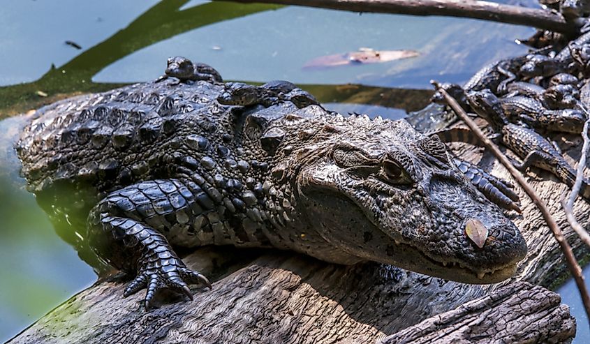 How Many Species Of Caimans Are There? - WorldAtlas