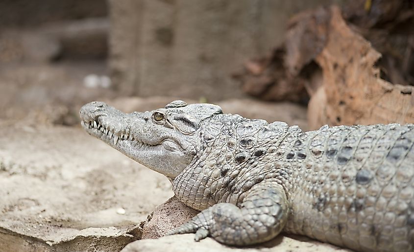 The 7 Species Of Crocodilians On The Brink Of Extinction - WorldAtlas