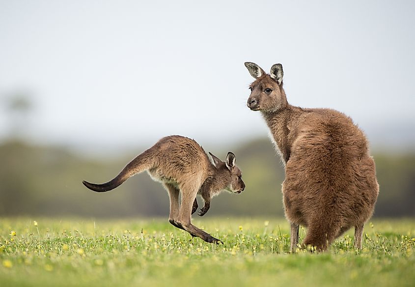 How Many Species of Kangaroos Are There? - WorldAtlas