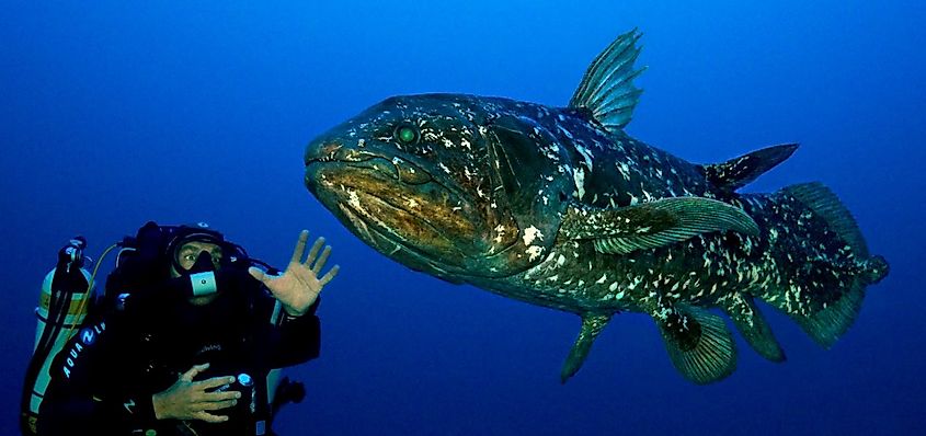 10 Interesting Facts About Coelacanths - WorldAtlas