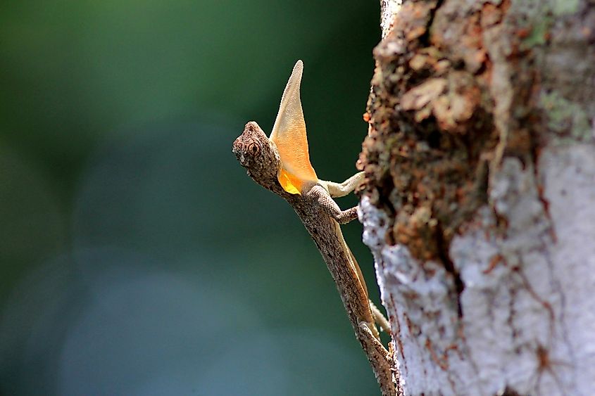 10 Animals Found in Malaysia - WorldAtlas