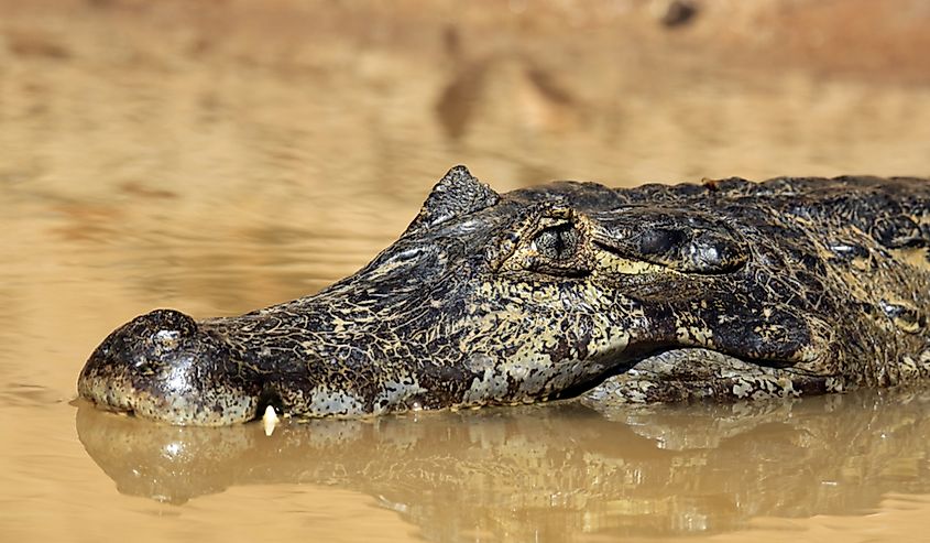 How Many Species Of Caimans Are There? - WorldAtlas