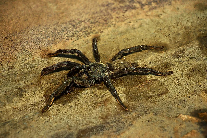 The Deadliest Spiders in the World - WorldAtlas