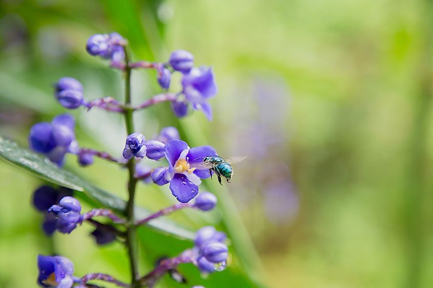 The Seven Different Types of Bees - WorldAtlas