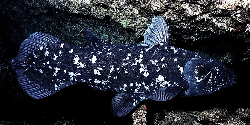 Do Fish Have Souls? | IMDB v2.3