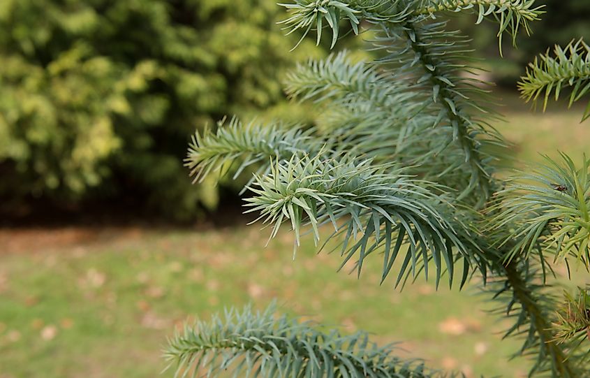 Types And Names Of Plants In Nigeria