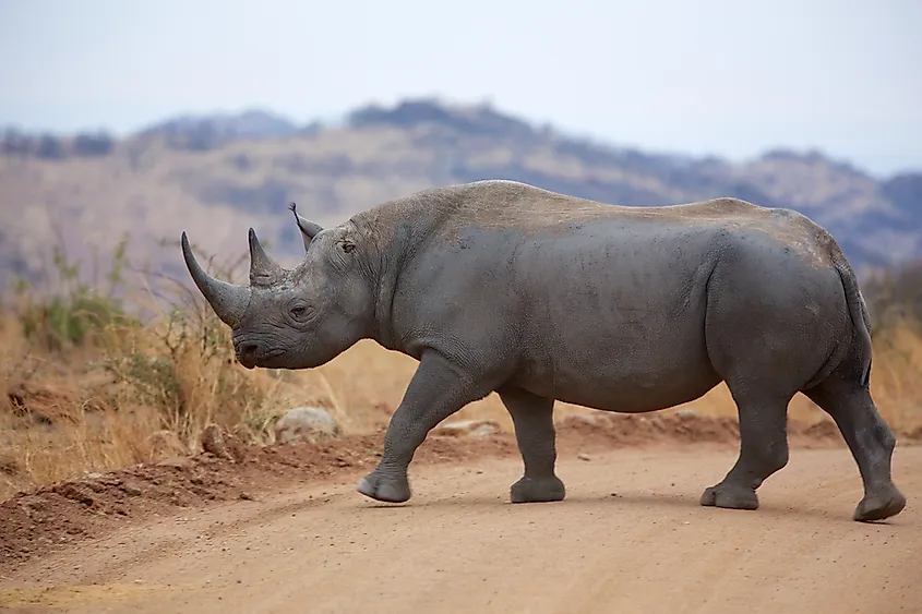 Kenyan Animals
