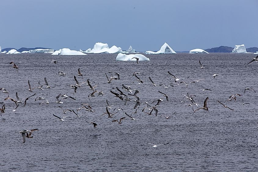 The 5 Marine Ecozones of Canada - WorldAtlas