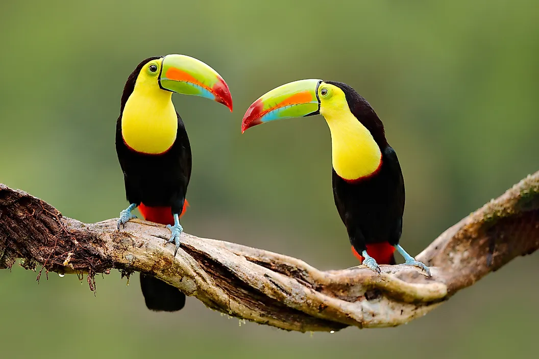8 Animals Of The Rainforest That Surprise You For Their Beauty