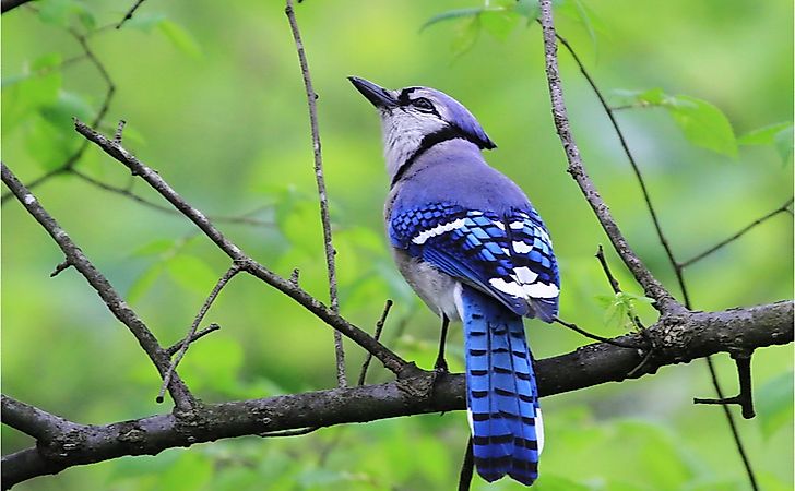 10 Animals Found In Kentucky - WorldAtlas