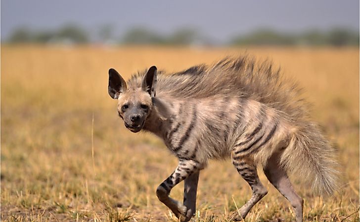 10 Animals Found In Jordan - WorldAtlas