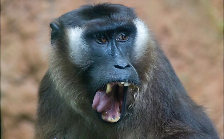 The 15 Species Of Critically Endangered Old World Monkeys - WorldAtlas.com