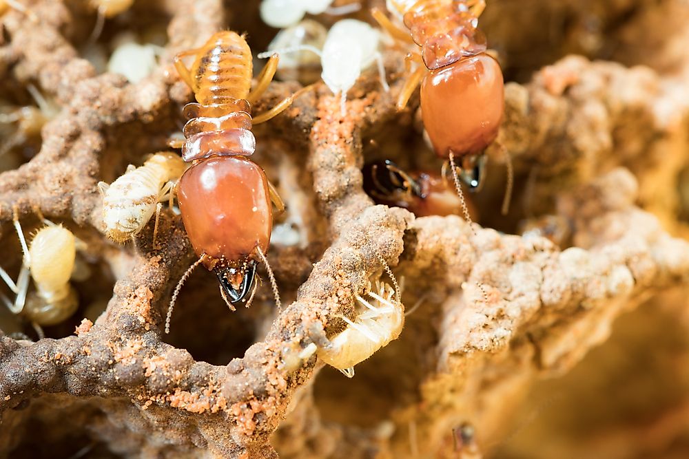 What Do Termites Look Like? - WorldAtlas