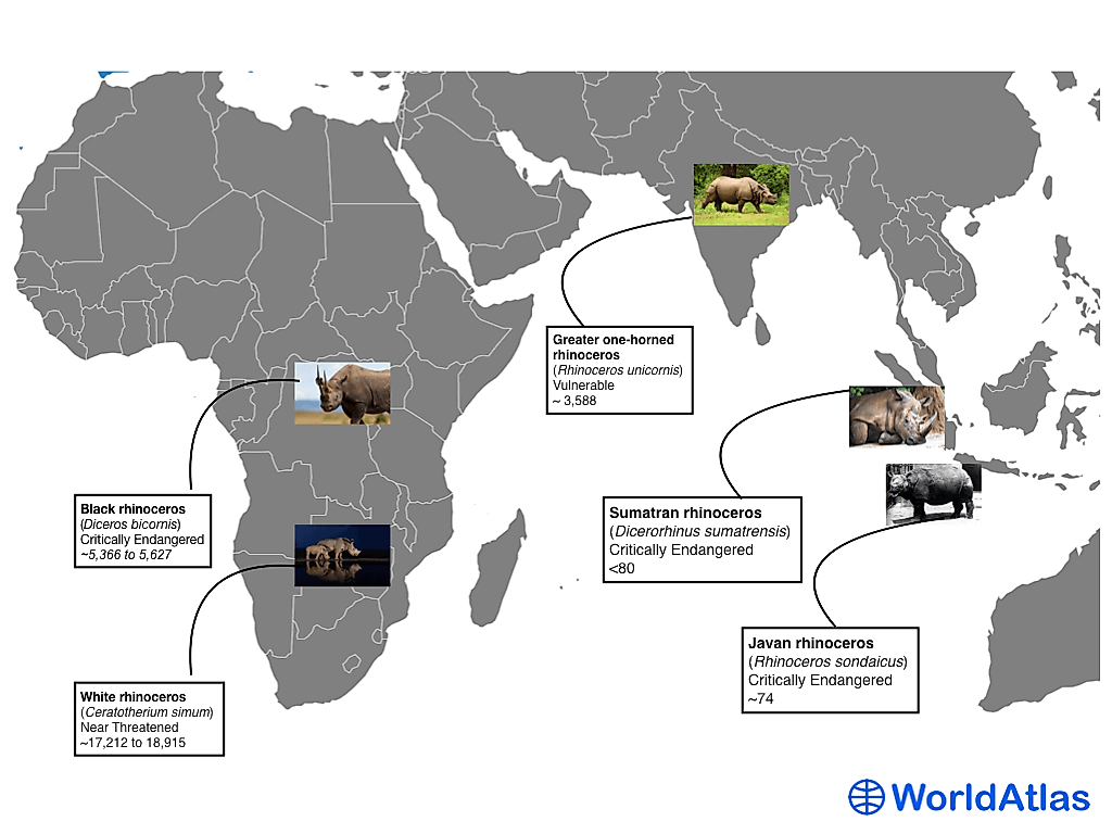 The 5 Species Of Rhinos - WorldAtlas