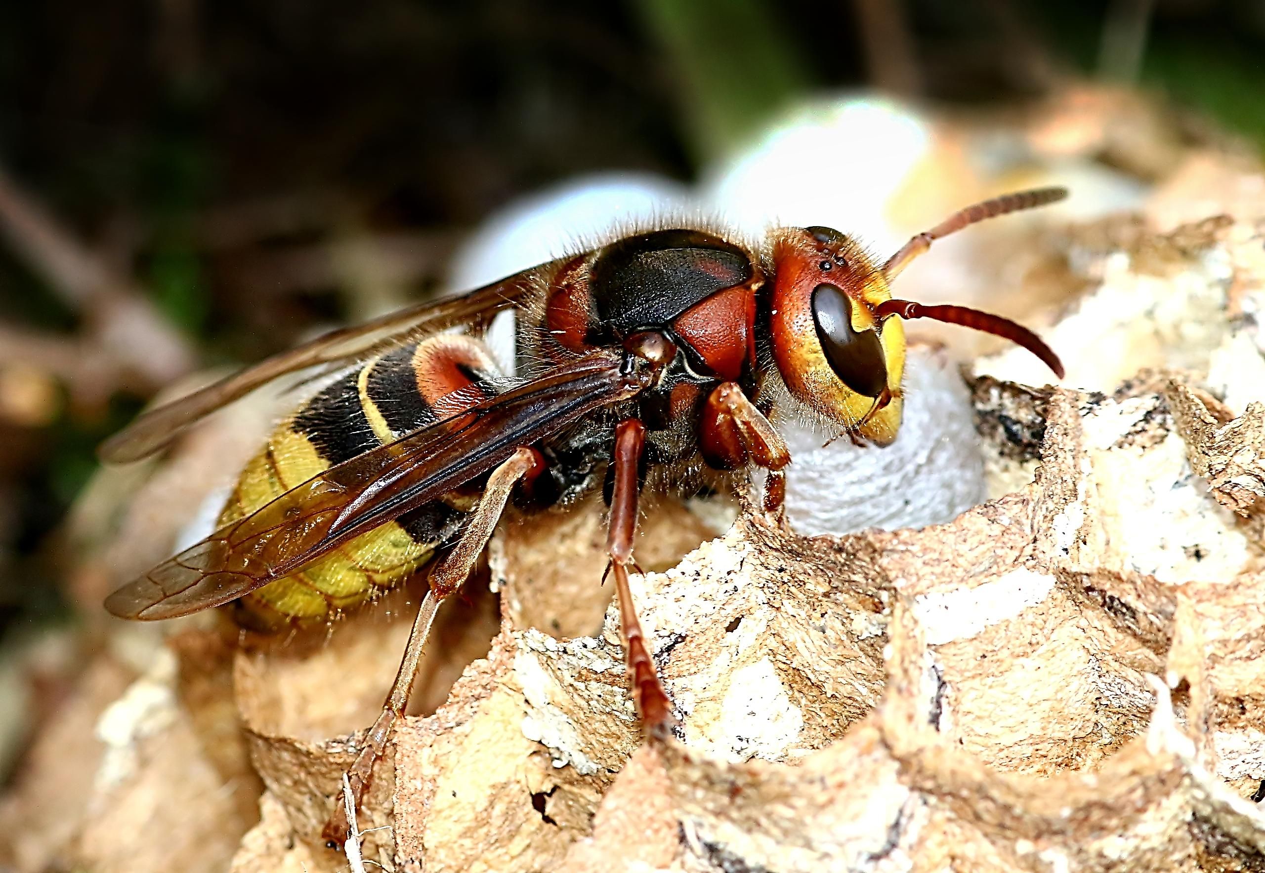 What Are The Largest Wasps In The World WorldAtlas