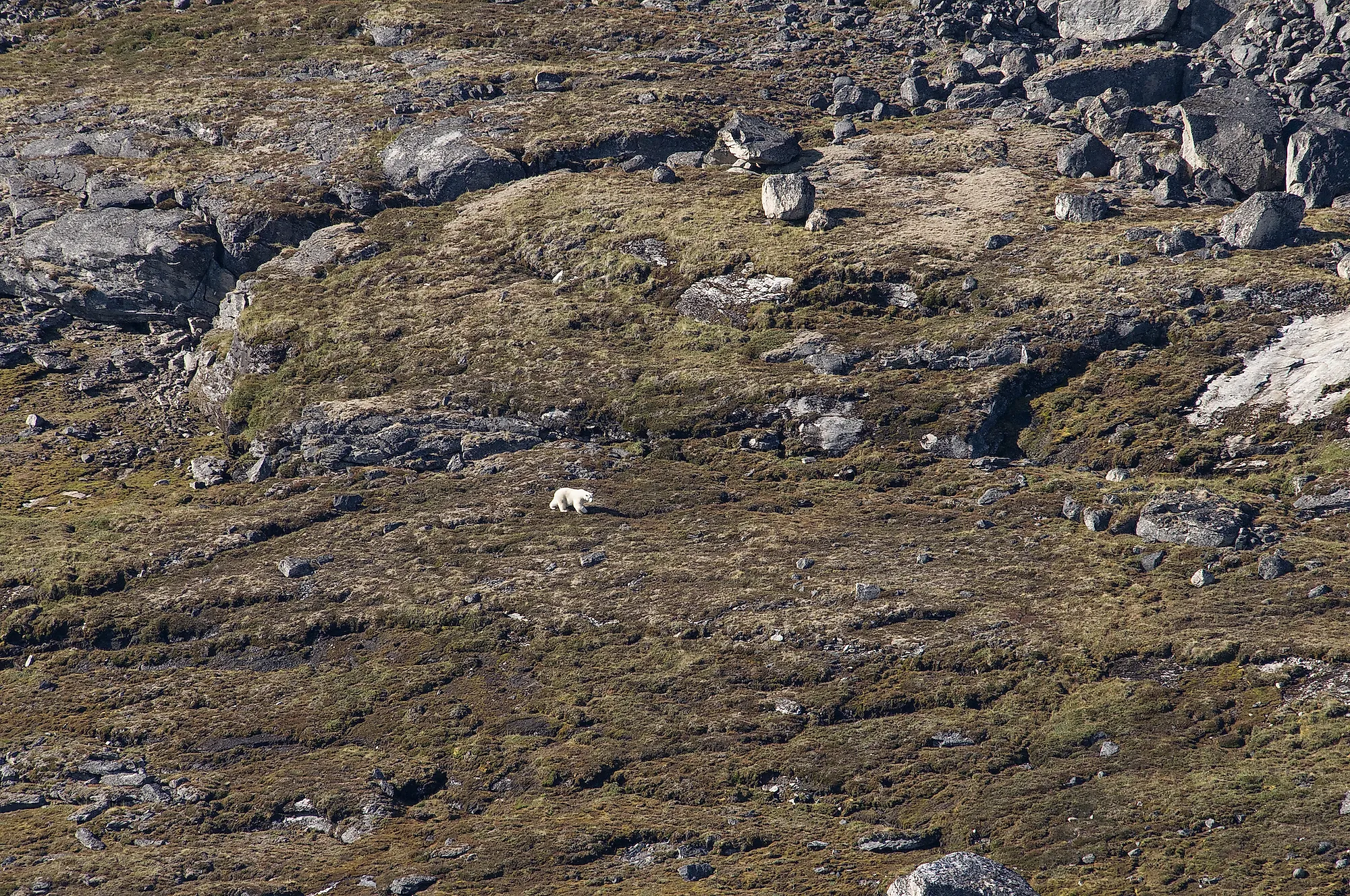 Where Do Polar Bears Live? - WorldAtlas