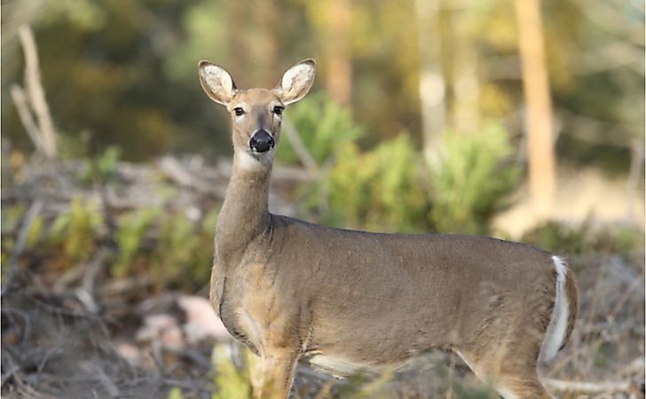 10 Animals Found In Kentucky - WorldAtlas
